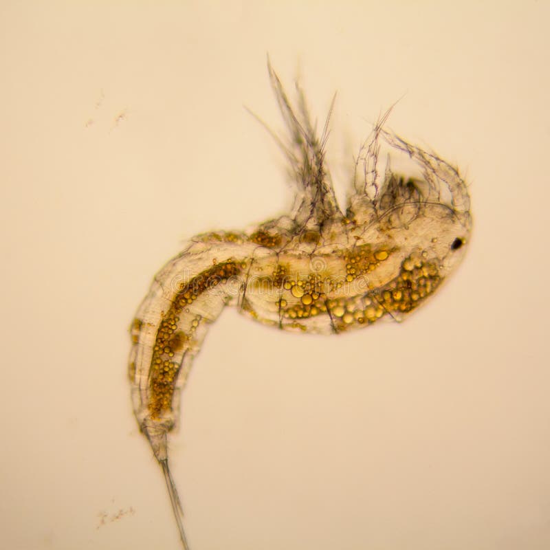 Pond Water Plankton and Algae at the Microscope. Copepod Stock Image ...