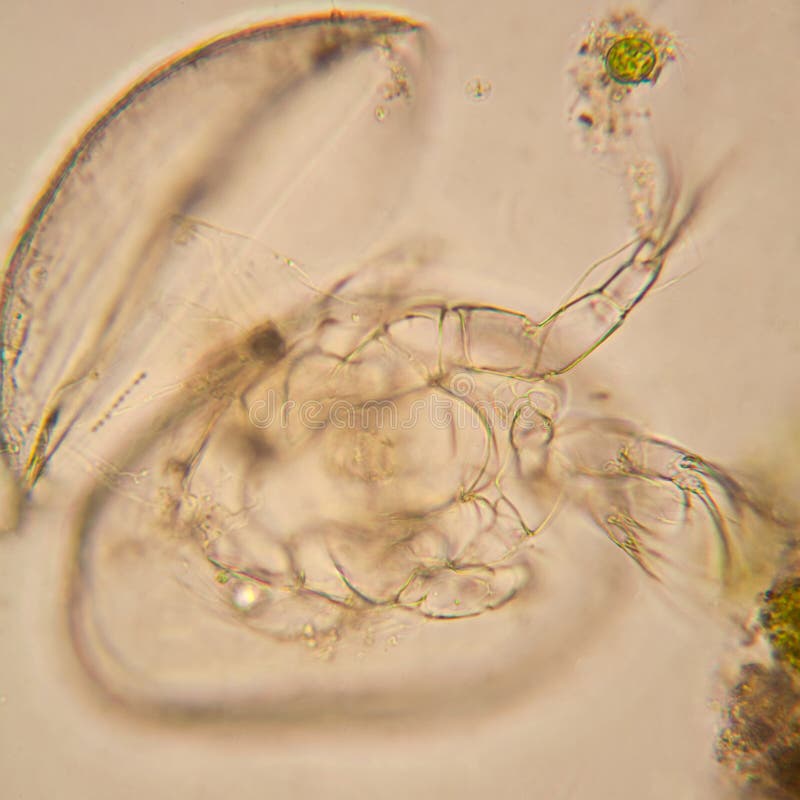 Pond Water Plankton and Algae at the Microscope. Ostracod Crustacean ...