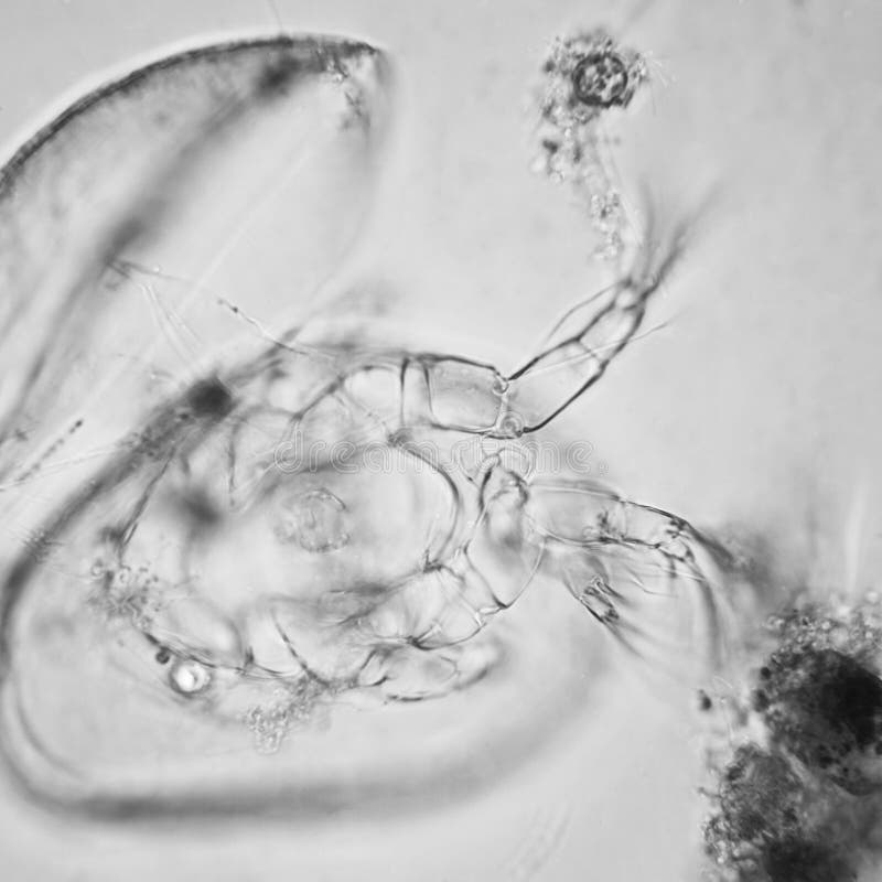 Pond Water Plankton and Algae at the Microscope. Ostracod Crustacean ...