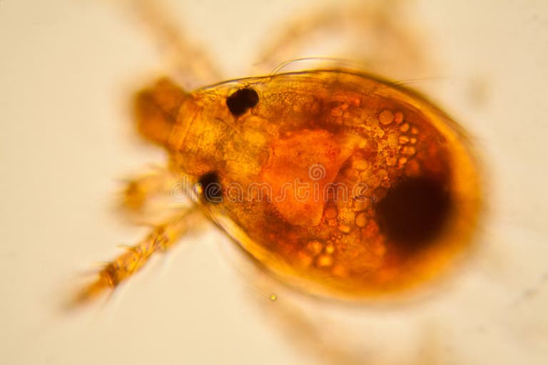Pond Water Plankton and Algae at the Microscope. Pond Mite Stock Photo ...