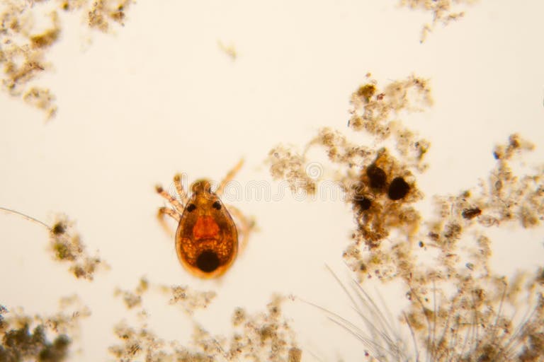 Pond Water Plankton and Algae at the Microscope. Pond Mite Stock Photo ...