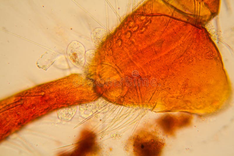 Pond Water Plankton and Algae at the Microscope. Pond Mite Stock Image ...