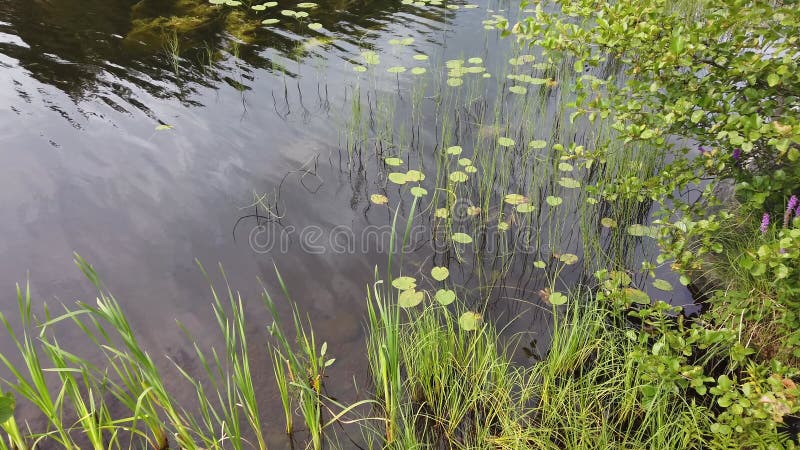 Pond with Water Plants. Water Surface with Ripples Stock Video - Video ...