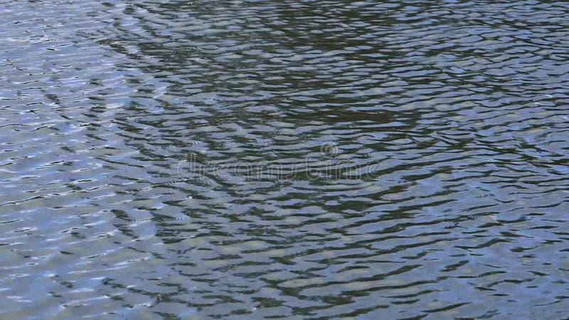 Pond Water Surface with Algae Stock Video - Video of peaceful, fish ...