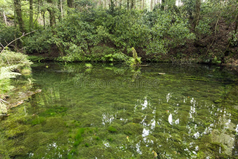 Pond of water sources stock image. Image of fern, pond - 43657935