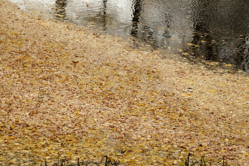 Pond Water Surface Covered with Leaves Stock Photo - Image of lake ...