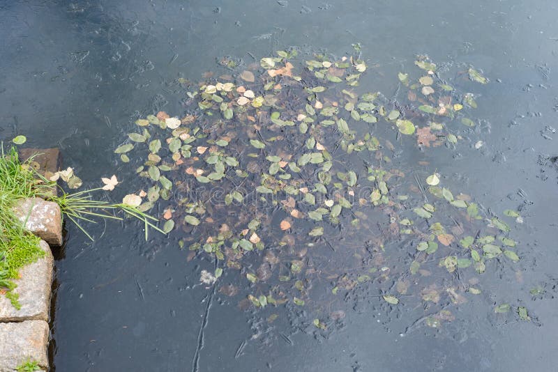 Pond Water Surface with Fall Autumn Leaves Green Yellowe Stock Photo ...