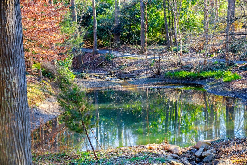 Pond Water Surface Reflects Forest of Green Trees. Stock Photo - Image ...