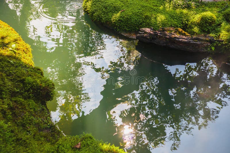 Pond in tropical garden stock photo. Image of green - 134421824