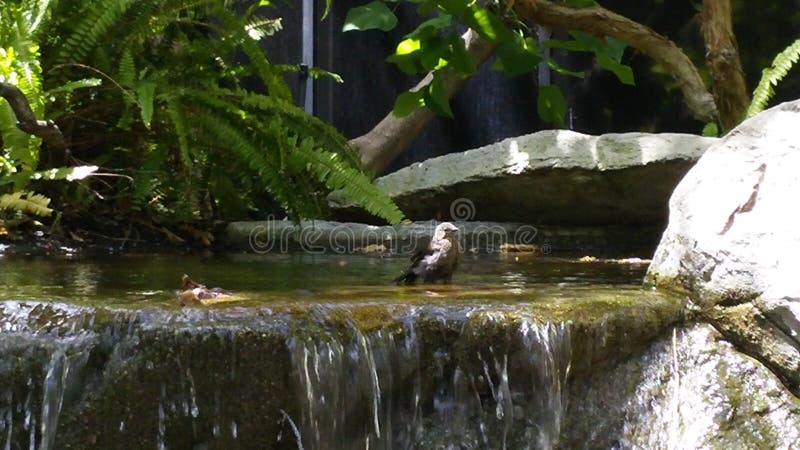 Pond with waterfall stock image. Image of brea, pond - 80372361