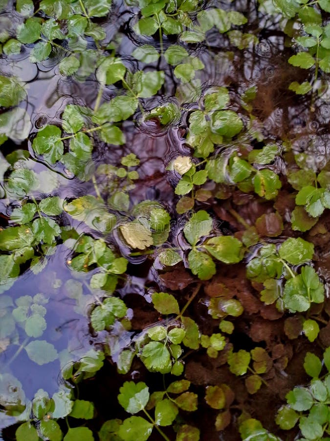 Pond Weed through the Water Stock Image - Image of plant, nature: 94678905