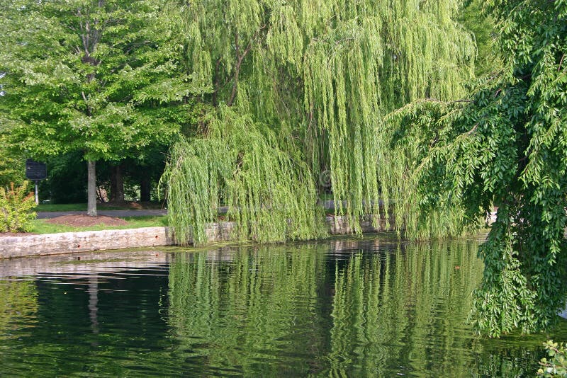 Pond & Willows stock photo. Image of landscaping - 32581558