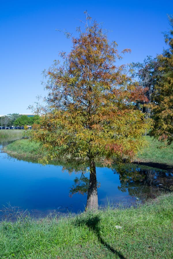 Pond and winter tree stock image. Image of outdoor, community - 165963519