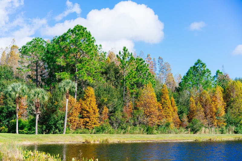 Pond and winter tree stock image. Image of clear, holiday - 165982591