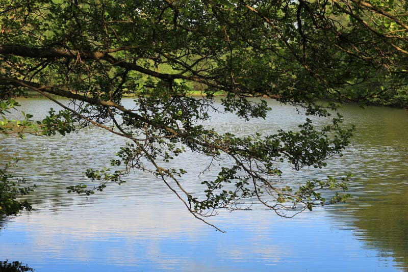 Pond stock image. Image of forest, leaves, scenery, reflection - 93057865