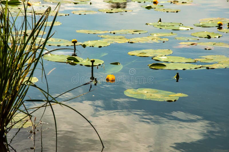 Pond with yellow pods stock photo. Image of nuphar, variable - 92596988