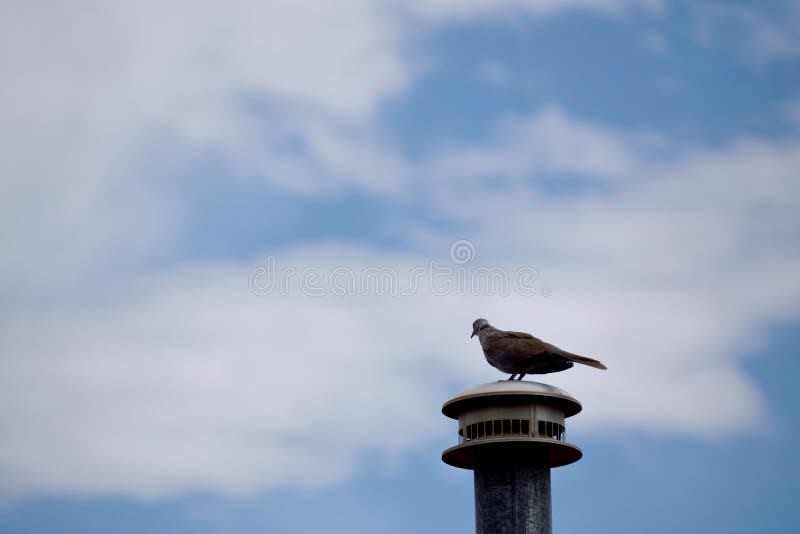 The Pondering Bird stock photo. Image of clouds, perch - 98180346