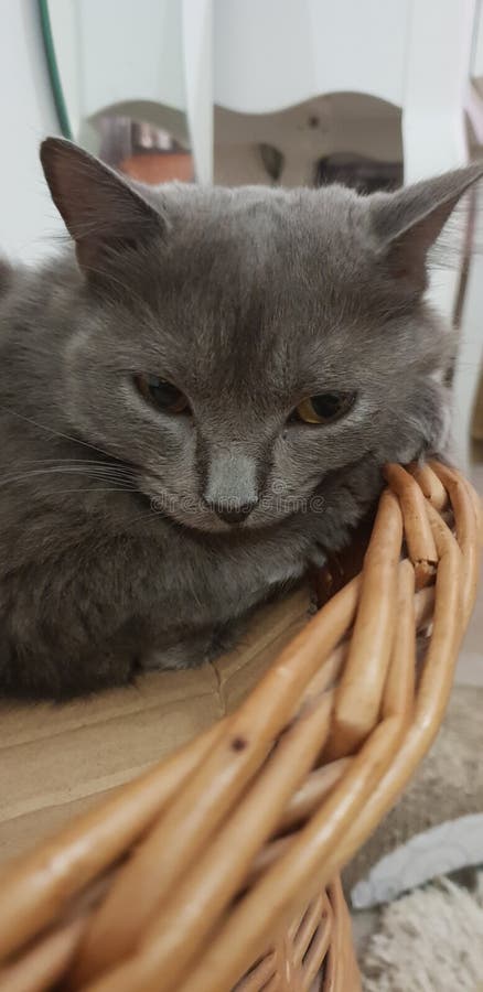 Pondering cat stock photo. Image of started, like, pondering - 128753174