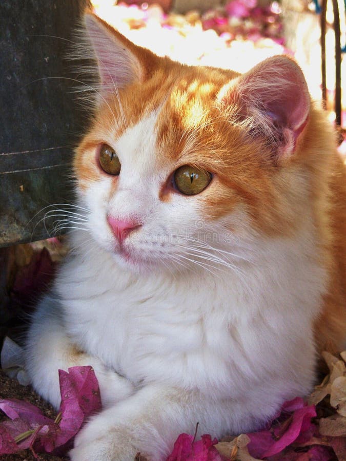 Pondering cat stock photo. Image of lovely, feline, kitten - 35954142