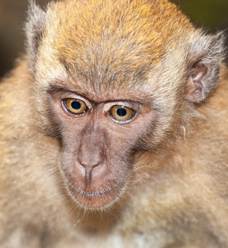 Pondering monkey stock photo. Image of animal, portrait - 35719106