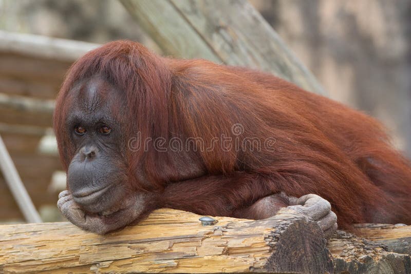 A Pondering Orangutan stock photo. Image of primate, expression - 29613088