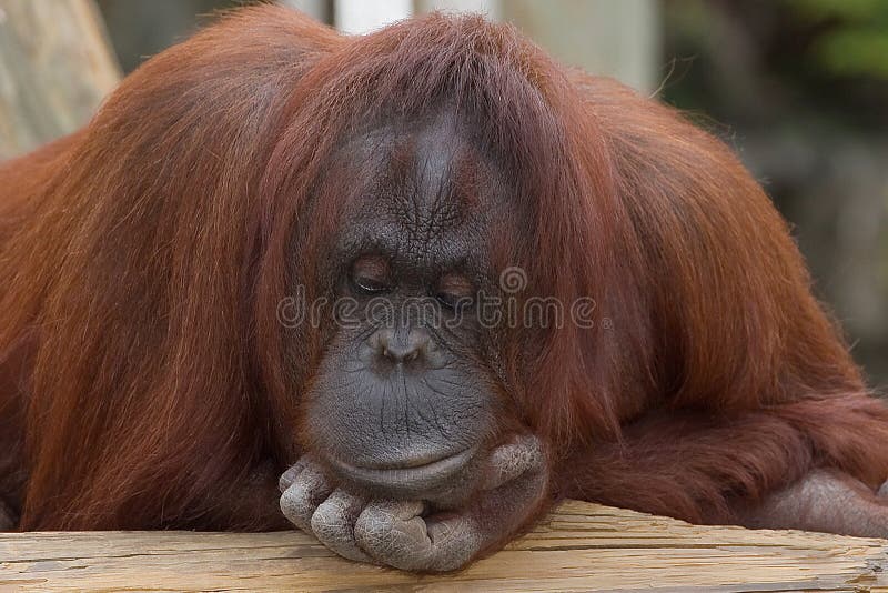 Pondering Primate stock image. Image of head, ponder - 12821215