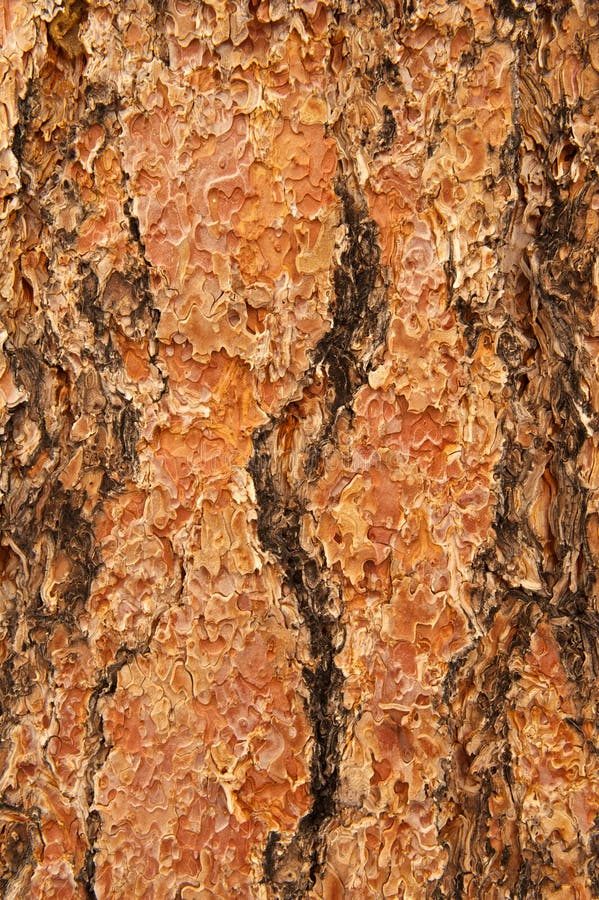 Ponderosa Pine Bark stock photo. Image of ponderosa, nature - 26707702