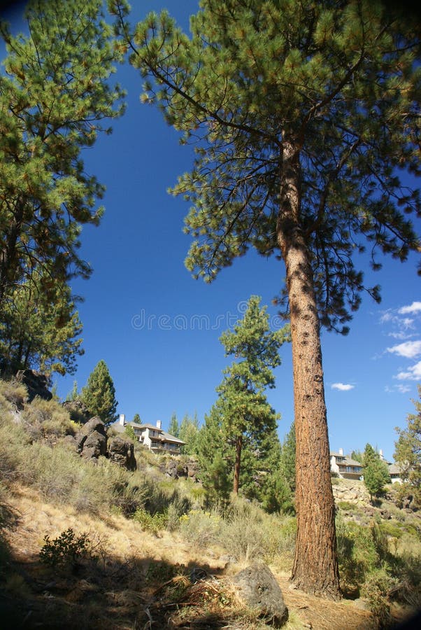 Ponderosa Pine, on Hillside Stock Photo - Image of ponderosa, conifer ...