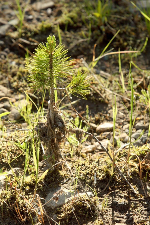 A Ponderosa Pine Seedling Pinus Ponderosa Stock Image - Image of forest ...