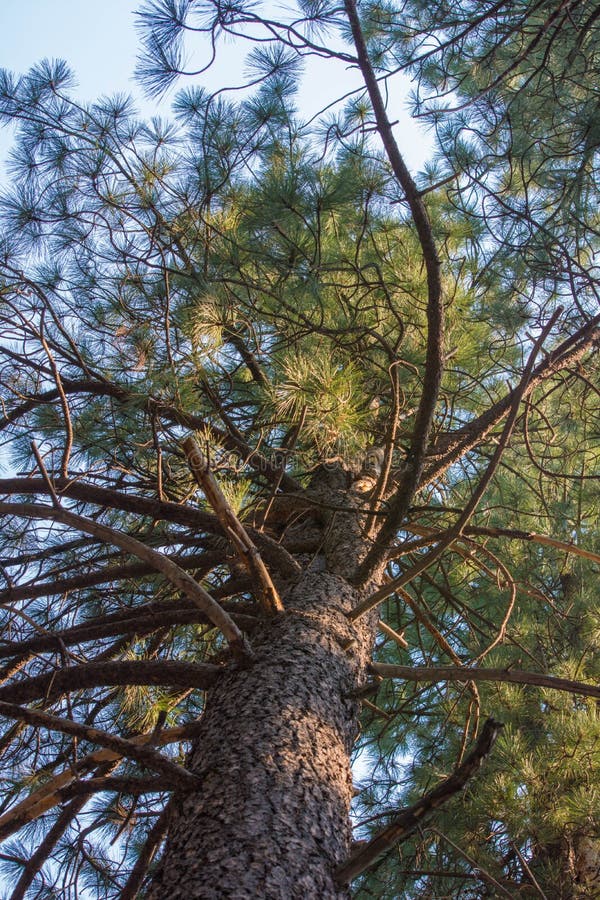Looking Up In A Ponderosa Pine Forest On An Autumn Day Calaveras Big