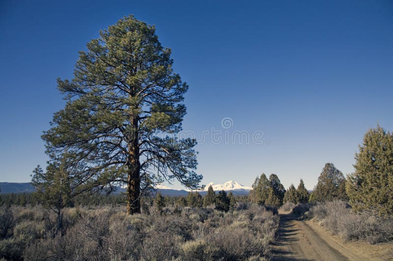 Ponderosa Pine Tree and Dirt Road Stock Image - Image of cascade ...