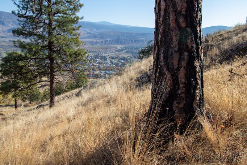 Ponderosa Pine Trees on a Mountain Side Stock Photo - Image of view ...