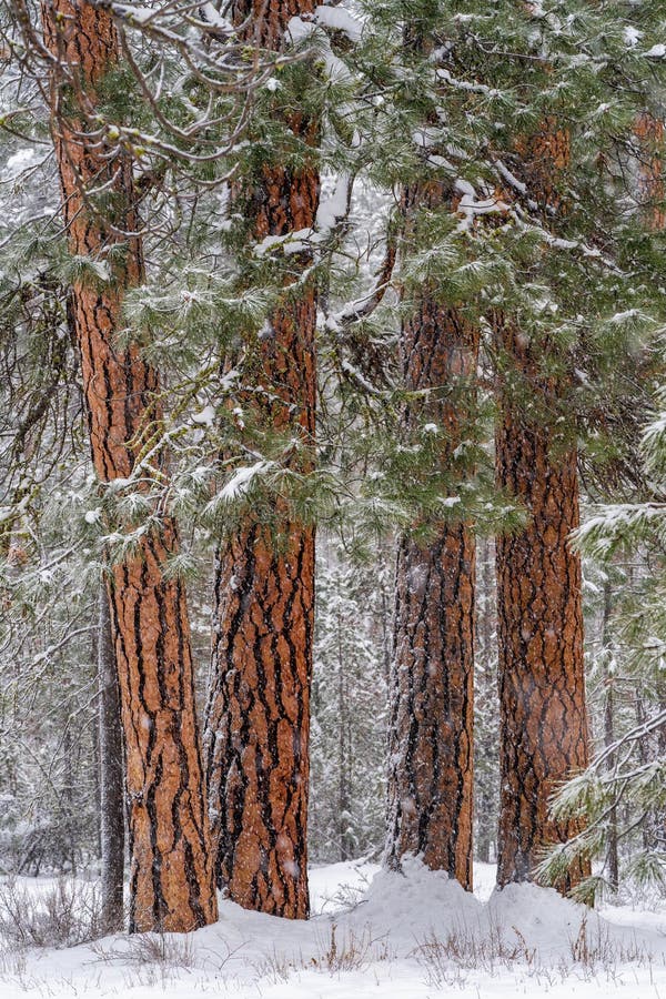 Ponderosa Pine Trees in the Snow during Winter in Oregon Stock Photo ...