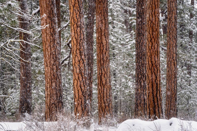 Ponderosa Pine Trees in the Snow during Winter in Oregon Stock Photo ...