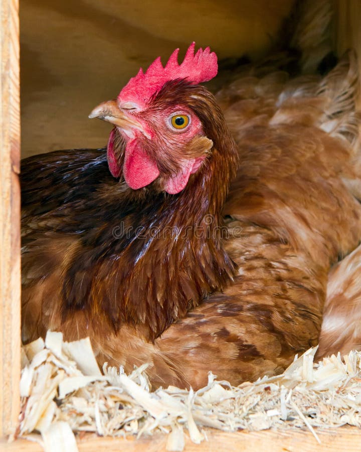 Pondeuse dans le pondoir photo stock. Image du cottage - 34169148