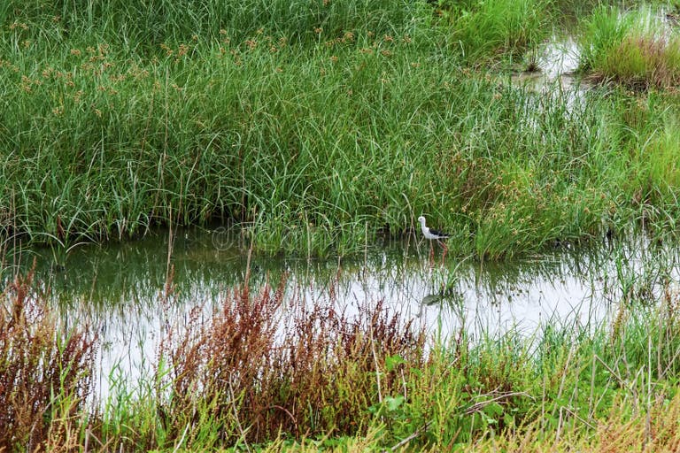 4,345 Beautiful Spring Ponds Stock Photos - Free & Royalty-Free Stock ...