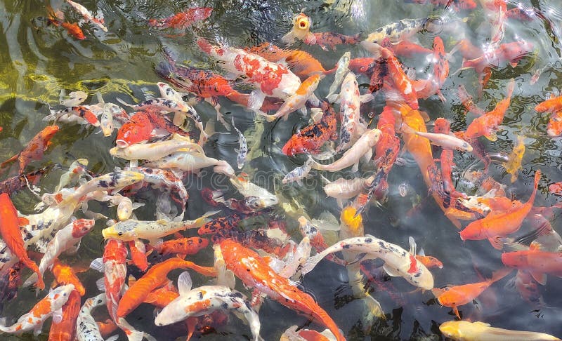 Ponds full of Koi Fish stock photo. Image of meal, meat - 273285956