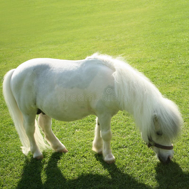 29,456 Photos de Le Poney Blanc - Photos de stock gratuites et libres ...