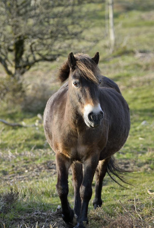 Poney d'Exmoor photo stock. Image du nature, rural, cheval - 92828548