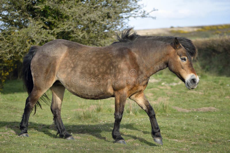 Poney d'Exmoor photo stock. Image du nature, rural, cheval - 92828548