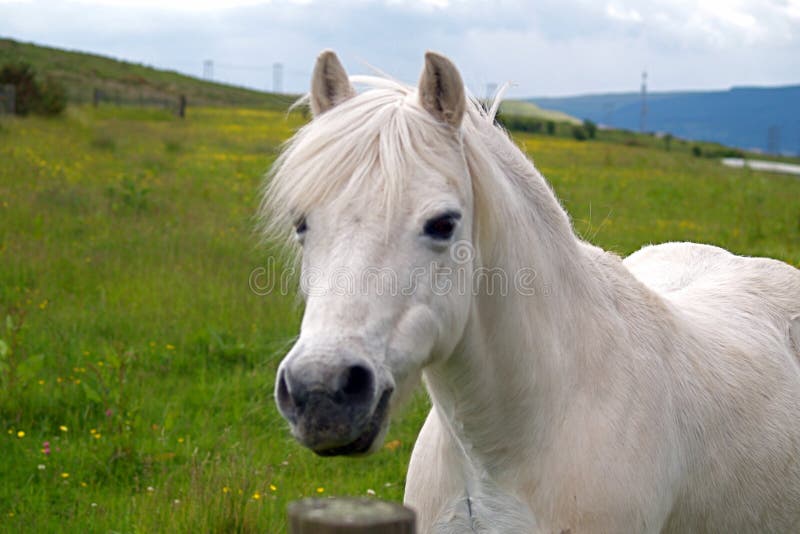 Poney d'Obturation B image stock. Image du animal, accouplement - 15423587