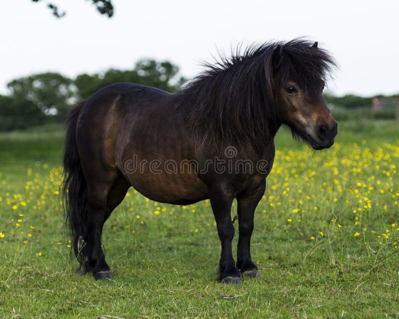 Poney De Shetland Miniature De Baie Photo stock - Image du renoncules ...