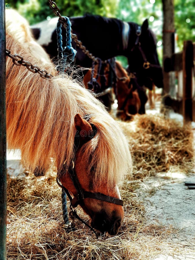 Poney in the farm stock photo. Image of horse, tree - 179841232
