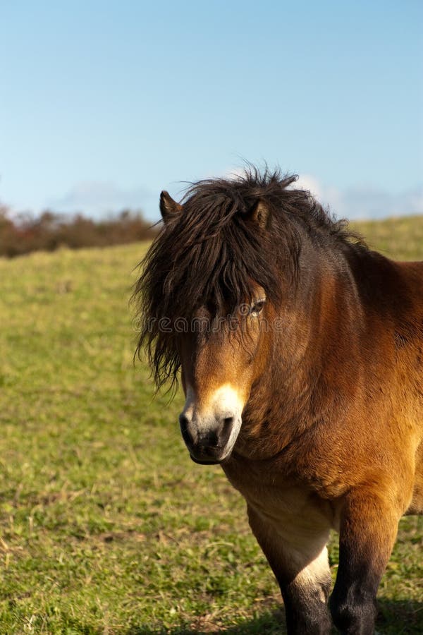 Poney mignon de cheval photo stock. Image of herbe, campagne - 11240866