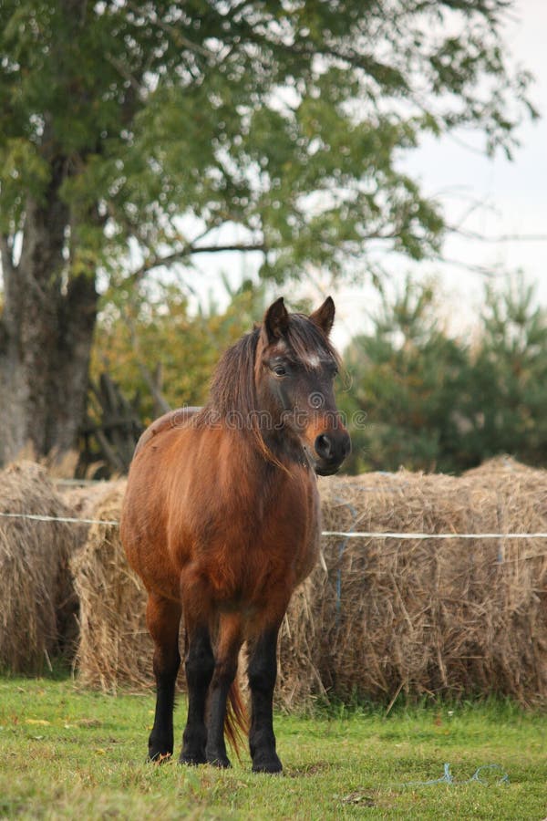 Gros poney photo stock. Image du poney, gros - 25245222