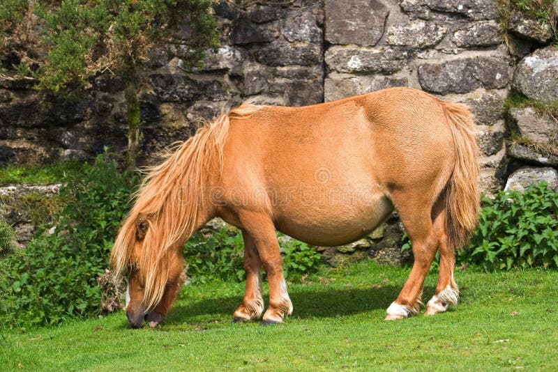 Poney miniature photo stock. Image du pittoresque, pâturage - 1190738