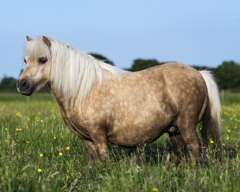 Poney Miniature De Palamino Shetland Photo stock - Image du ciel, été ...