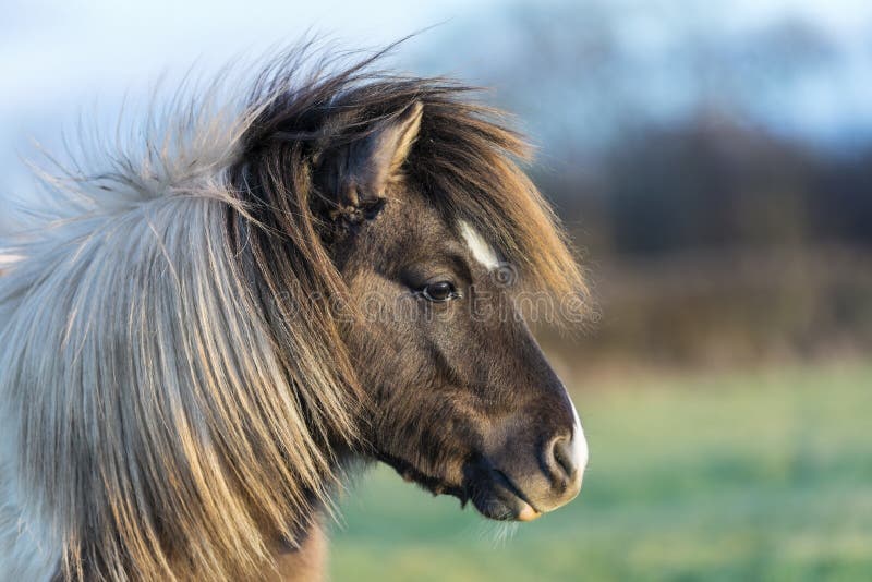 Poney miniature photo stock. Image du court, miniature - 1190738