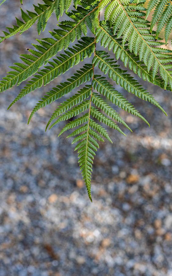 A Ponga Fern Frond Points Downward in Front of the Ground Stock Photo ...