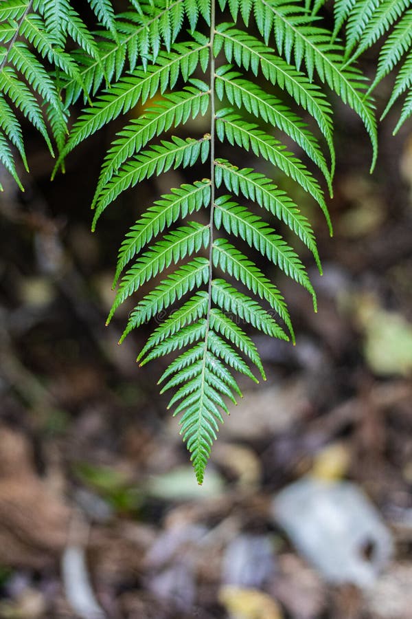 A Ponga Fern Frond Points Downward in Front of the Ground Stock Photo ...